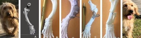 Angular Limb Deformity Corrective Osteotomy In Shawnee, KS 66218 | Kansas City Canine Orthopedics