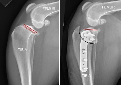 Canine Cranial Cruciate Ligament Repair In Shawnee, KS 66218 | Kansas ...